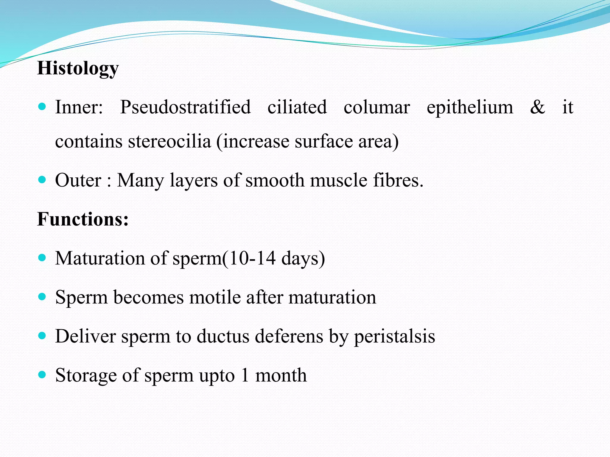 Ducts & glands of male reproductive system PART 2 | PPTX