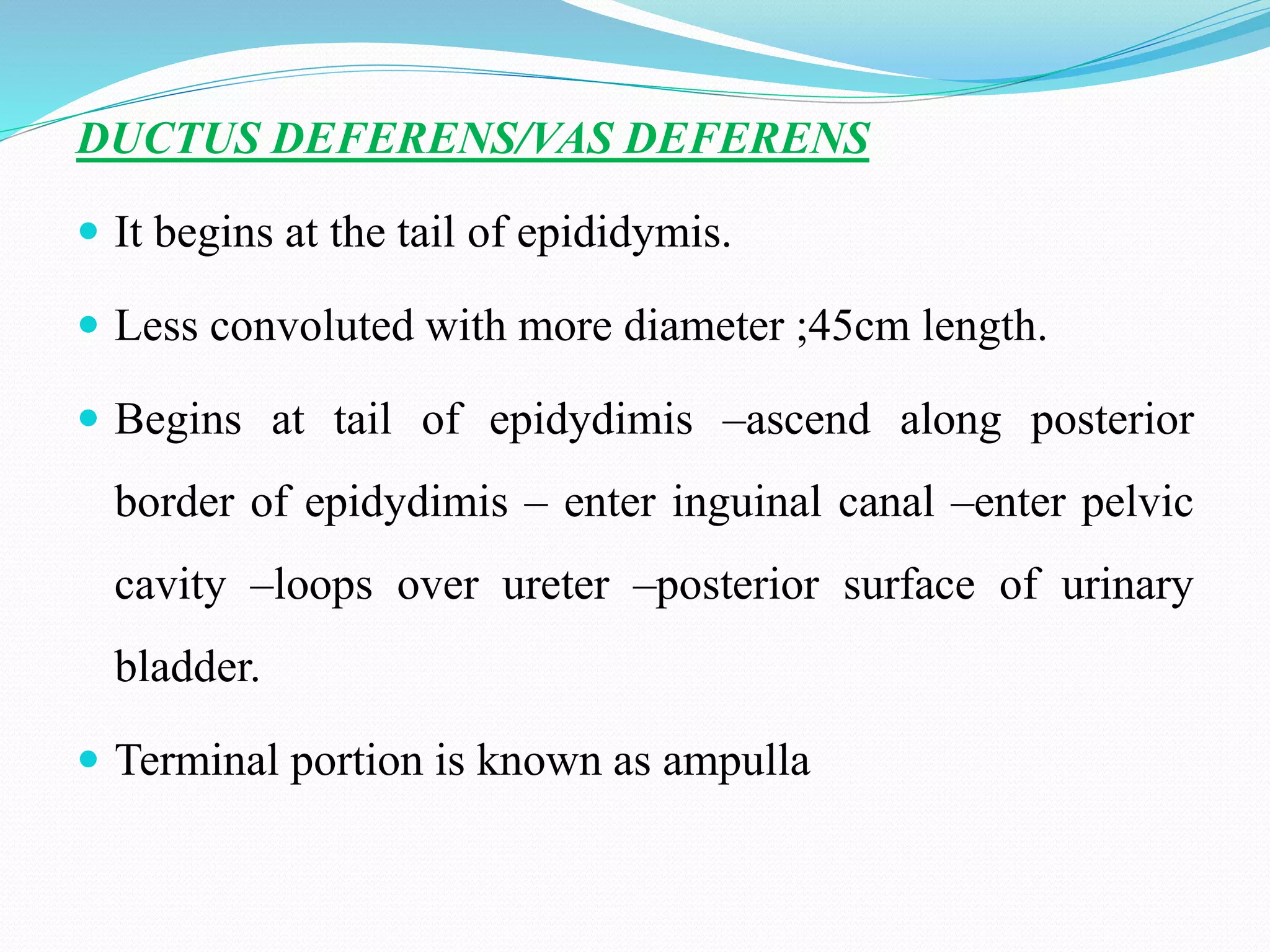 Ducts & glands of male reproductive system PART 2 | PPTX
