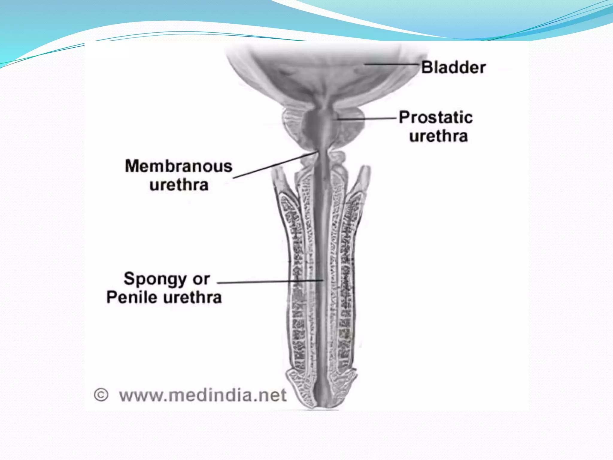 Ducts And Glands Of Male Reproductive System Part 2 Ppt