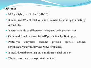 Ducts & glands of male reproductive system PART 2 | PPTX