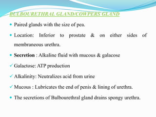 Ducts & glands of male reproductive system PART 2 | PPTX
