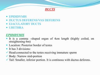 Ducts & glands of male reproductive system PART 2 | PPTX