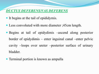 Ducts & glands of male reproductive system PART 2 | PPTX