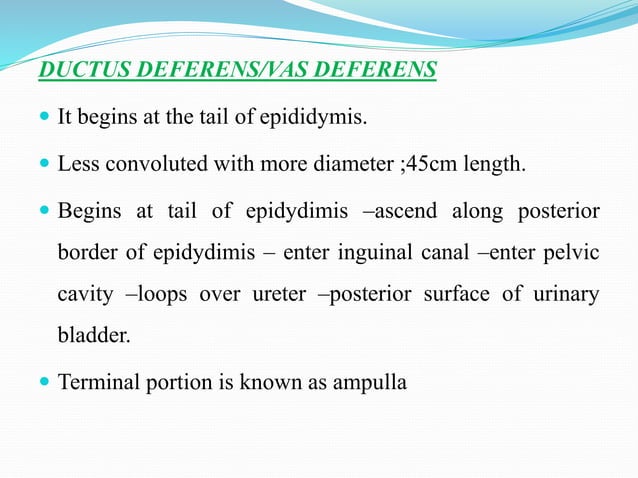 Ducts & glands of male reproductive system PART 2 | PPTX