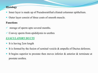 Ducts & glands of male reproductive system PART 2 | PPTX