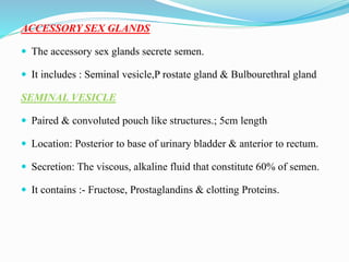 Ducts & glands of male reproductive system PART 2 | PPTX