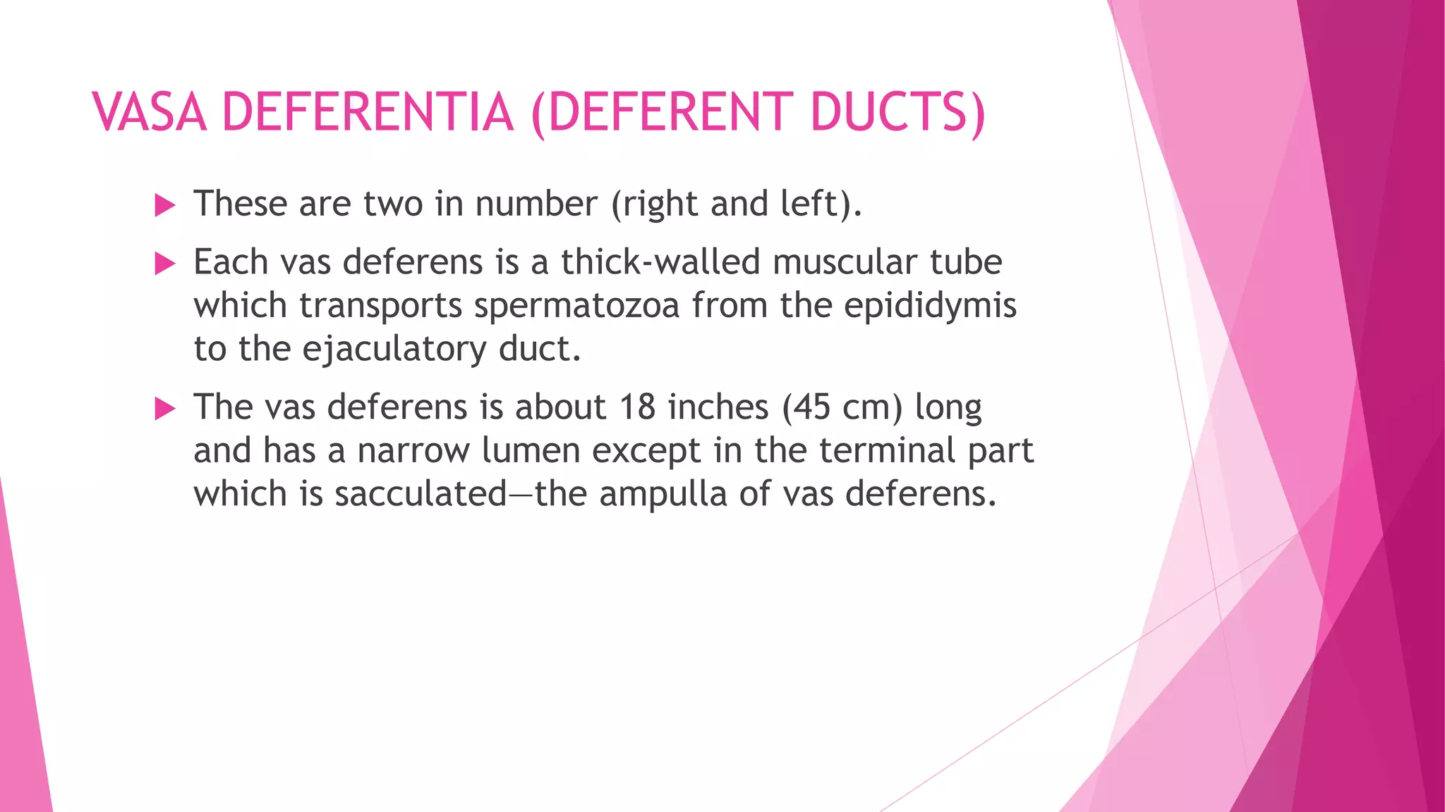 Ductus deference | PPTX