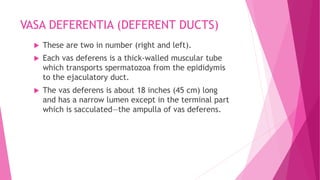 Ductus deference | PPTX