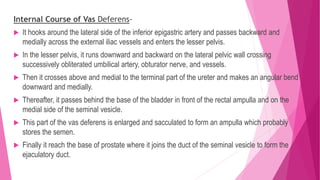 Ductus deference | PPTX