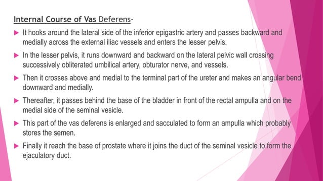 Ductus deference | PPTX | Infertility | Reproductive Health
