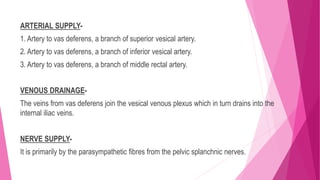 Ductus deference | PPTX