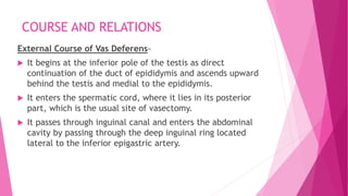 Ductus Deferens Course