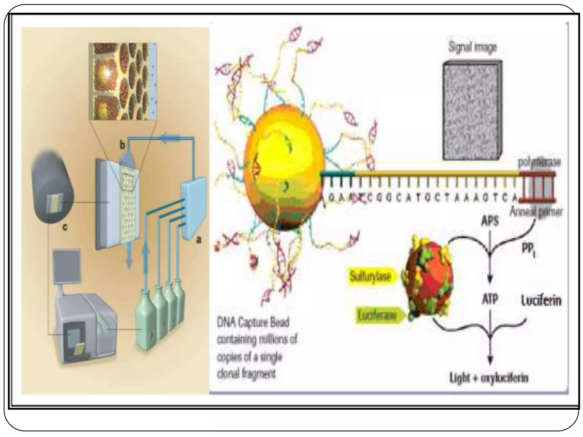 Comparison Of Three High Throughput Sequencing Techniques Ppt