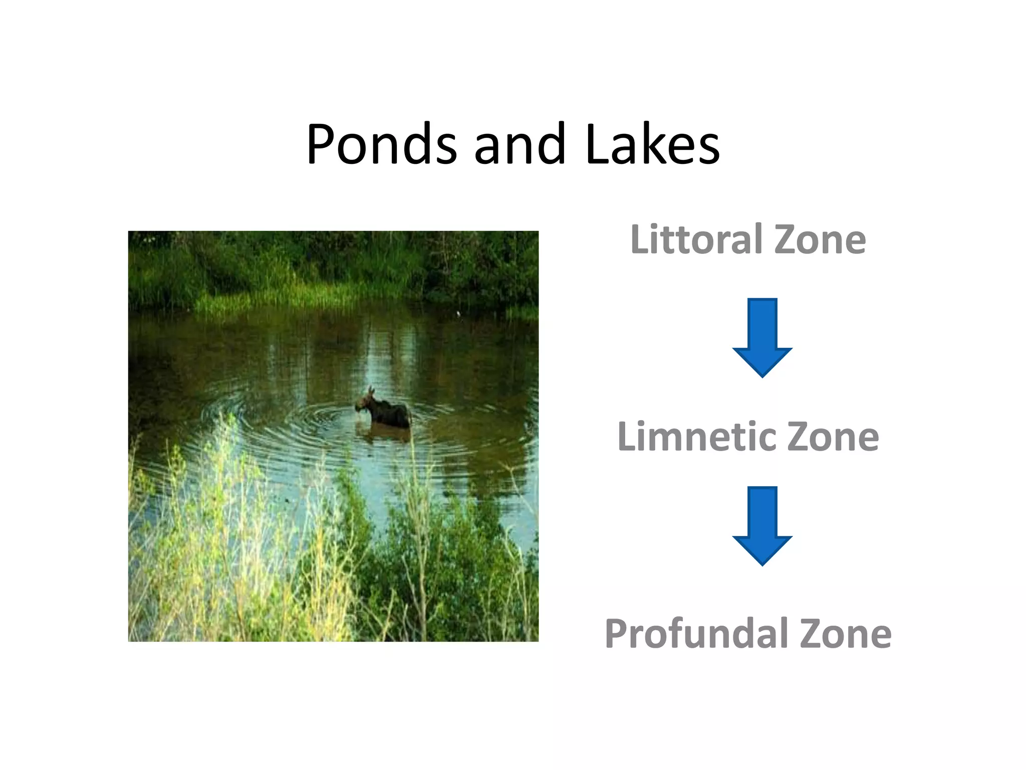 Aquatic Biomes | PPT