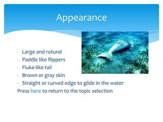 Dugong | PPTX