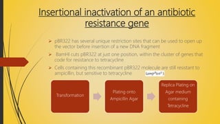 Identification Of Recombinants In Bacterial Cells | PPTX