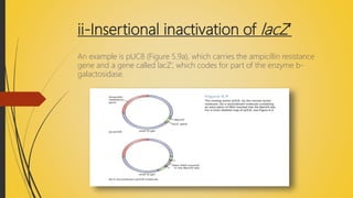 Identification Of Recombinants In Bacterial Cells | PPTX