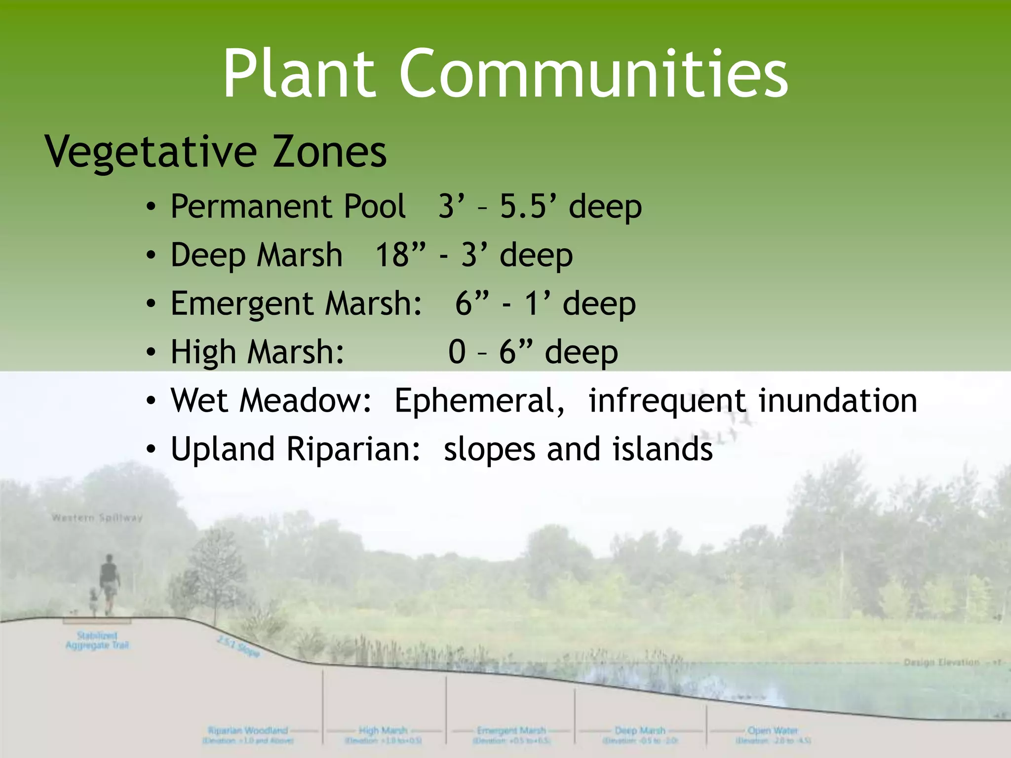 Duke Bitsko - Alewife Stormwater Wetland | PPTX
