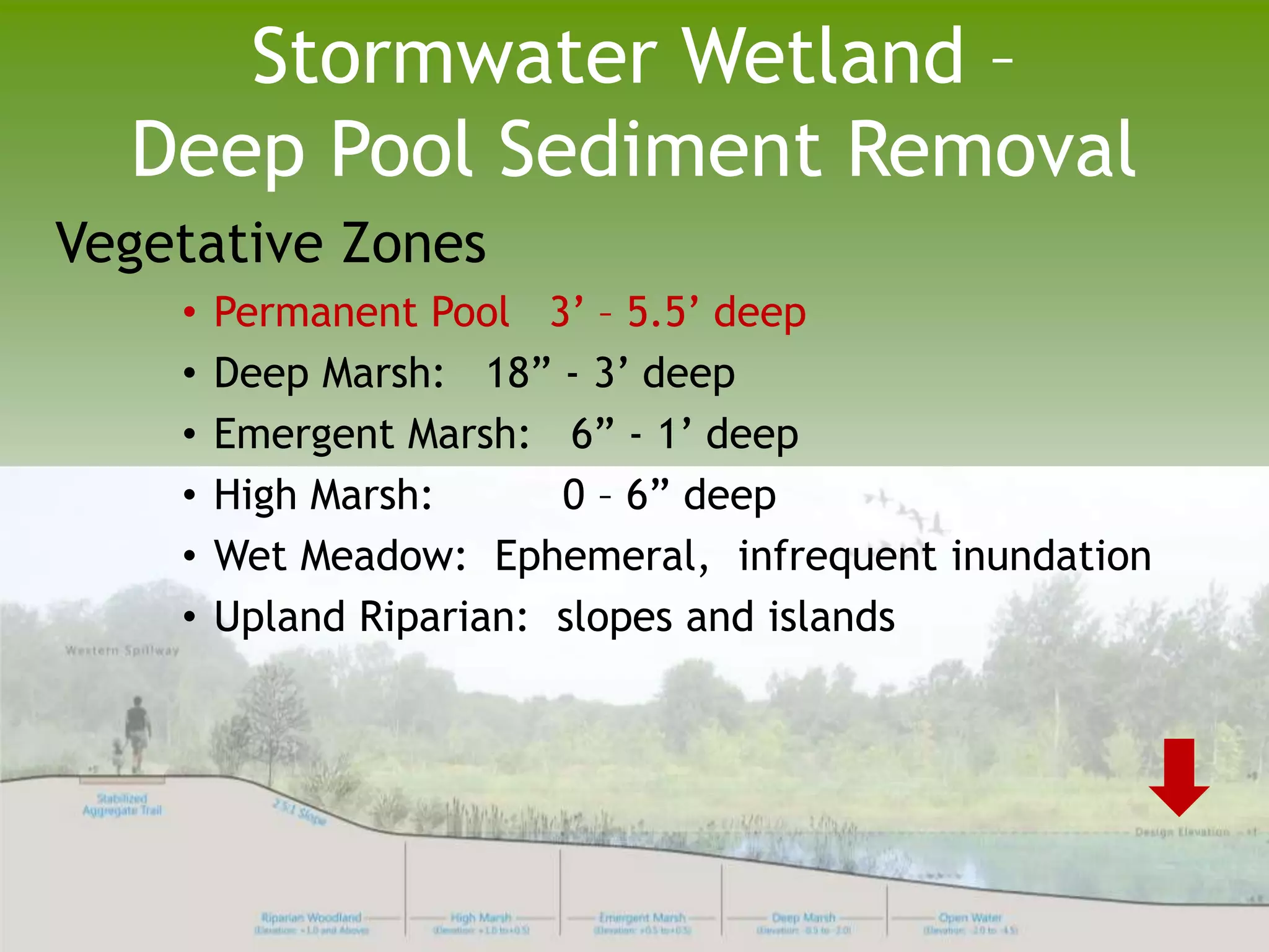 Duke Bitsko - Alewife Stormwater Wetland | PPTX