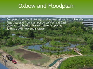 Duke Bitsko - Alewife Stormwater Wetland | PPTX | Developmental Sites ...