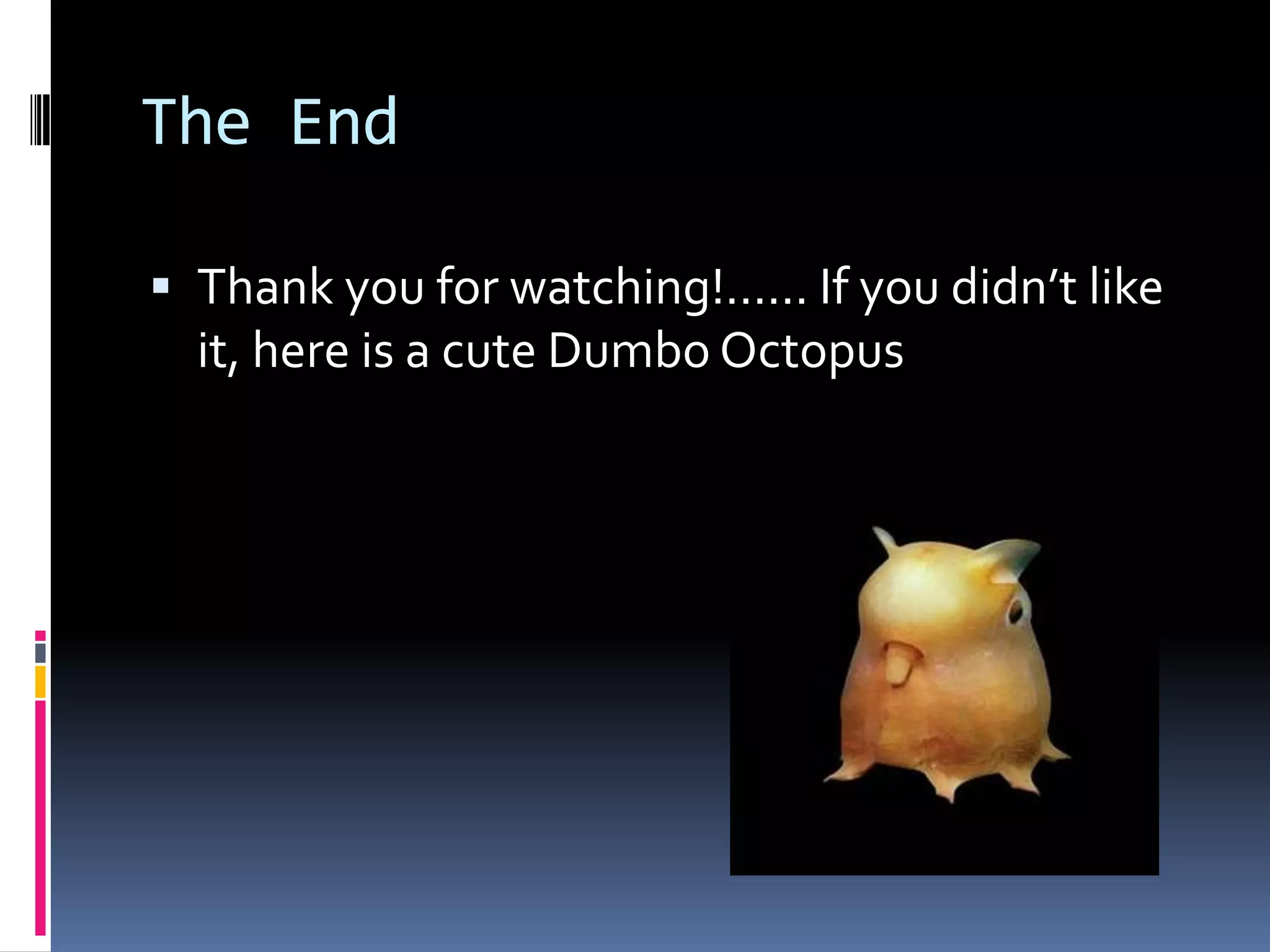 Dumbo octopus | PPTX