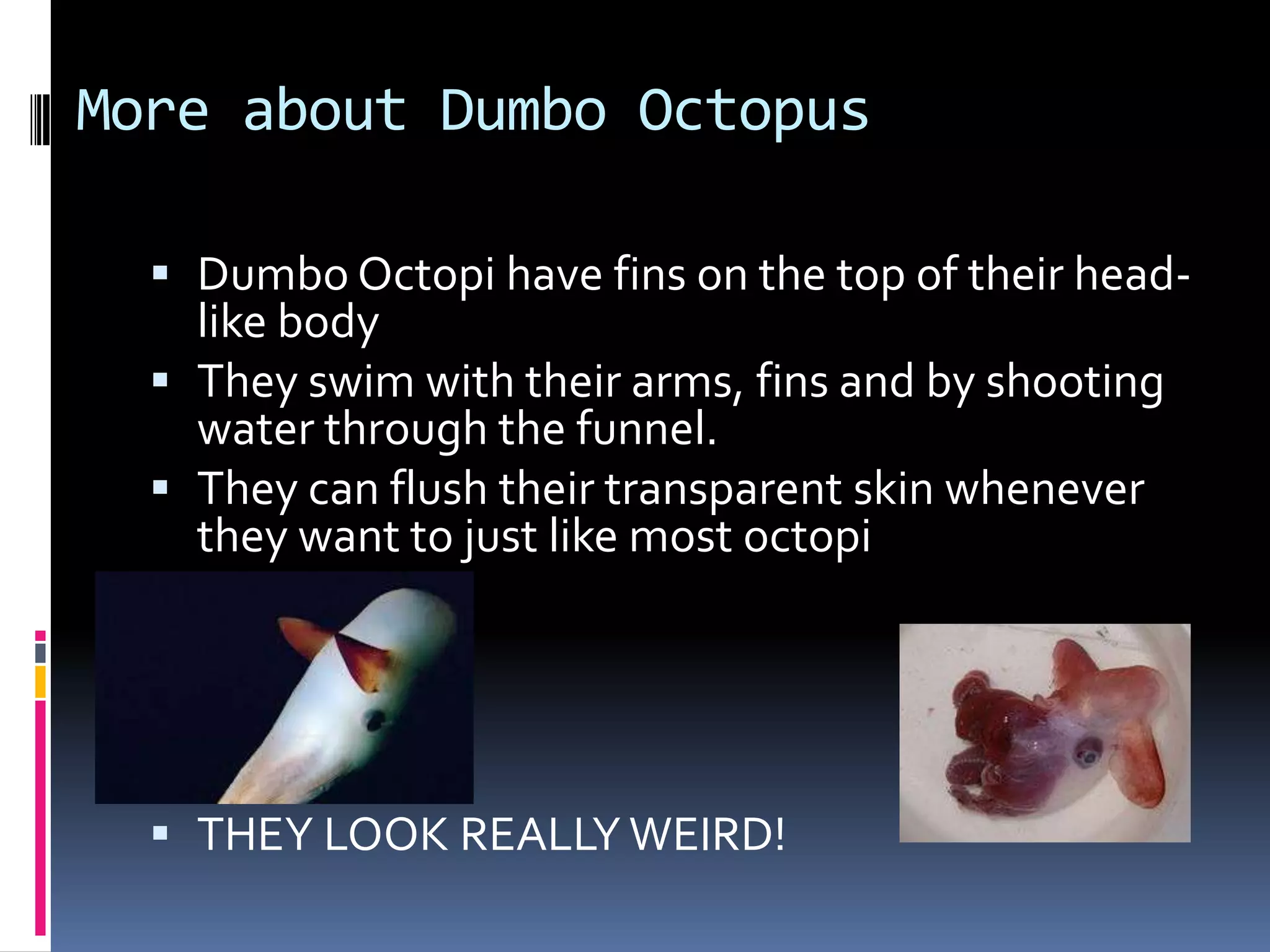 Dumbo octopus | PPTX