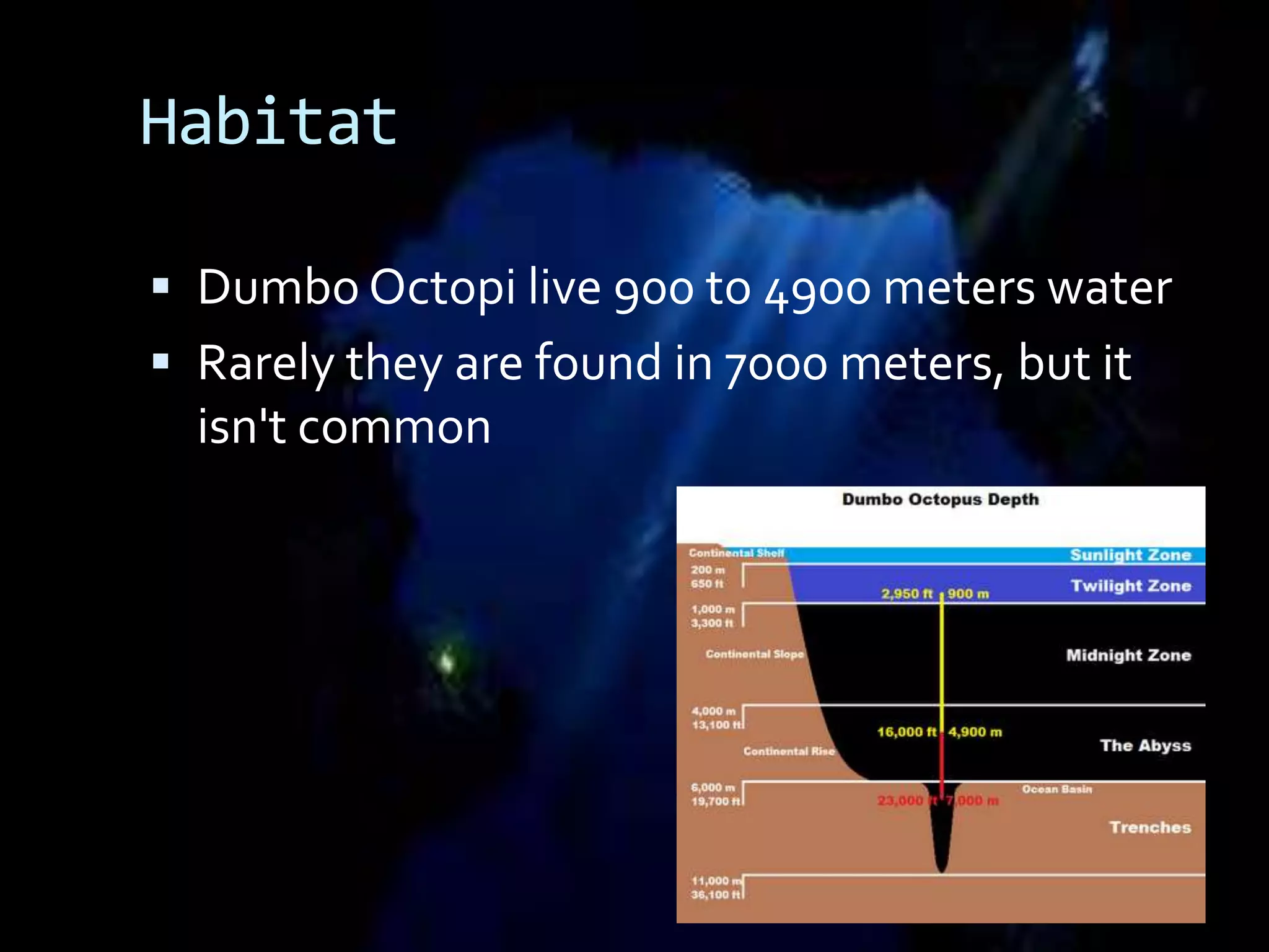 Dumbo octopus | PPTX