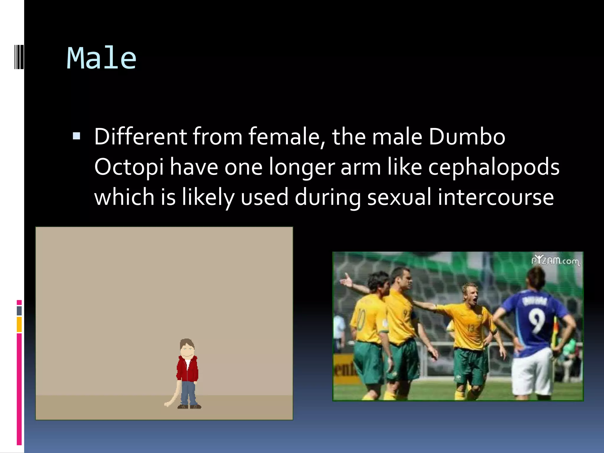 Dumbo octopus | PPTX