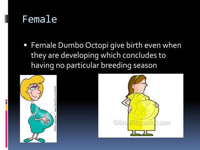 Dumbo octopus | PPTX