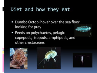 Dumbo octopus | PPTX