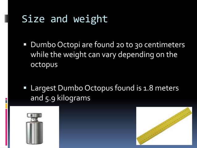 Dumbo octopus | PPTX