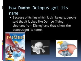 Dumbo octopus | PPTX