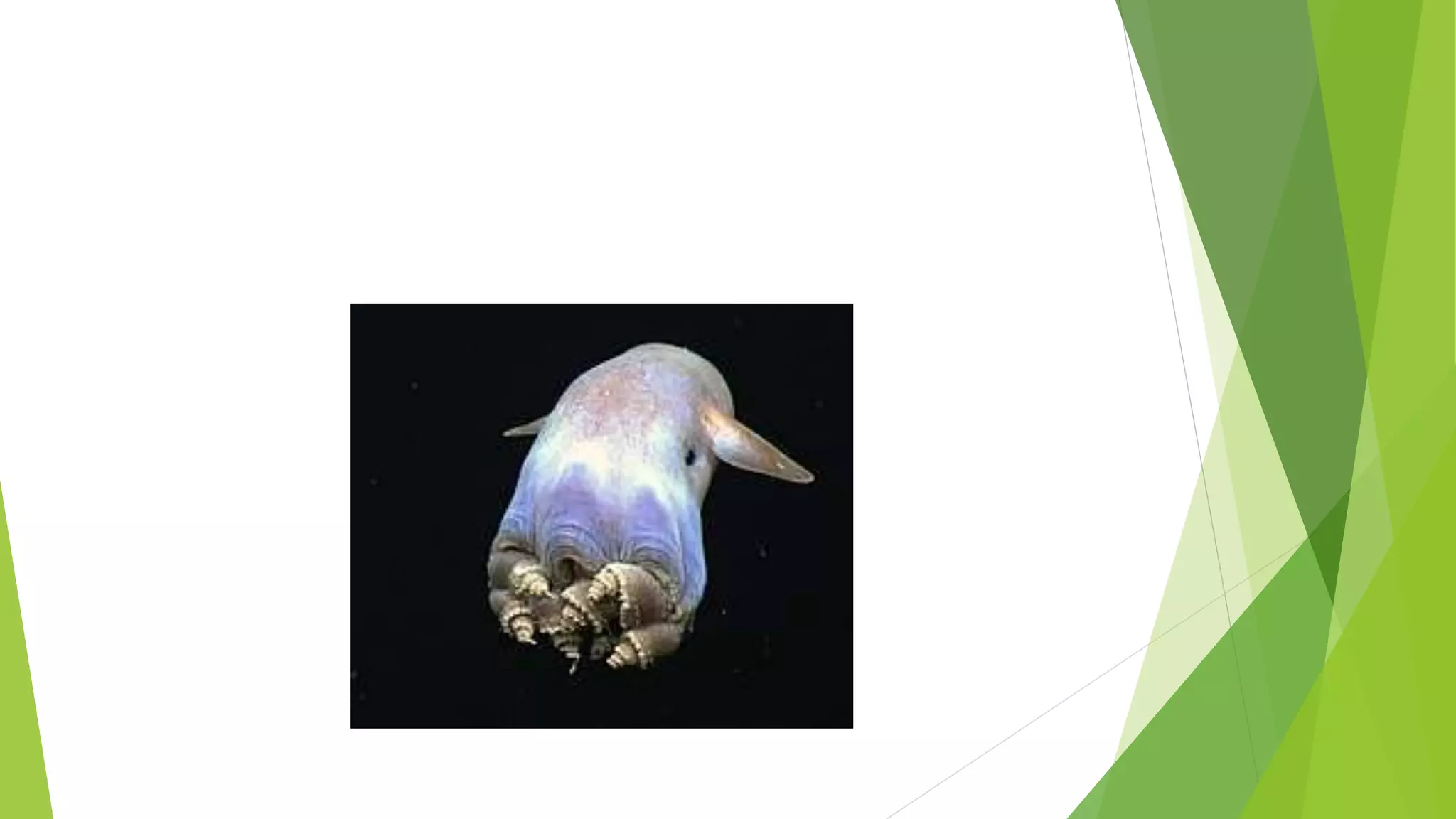 Biology 1.2 - Dumbo Octopus | PPT