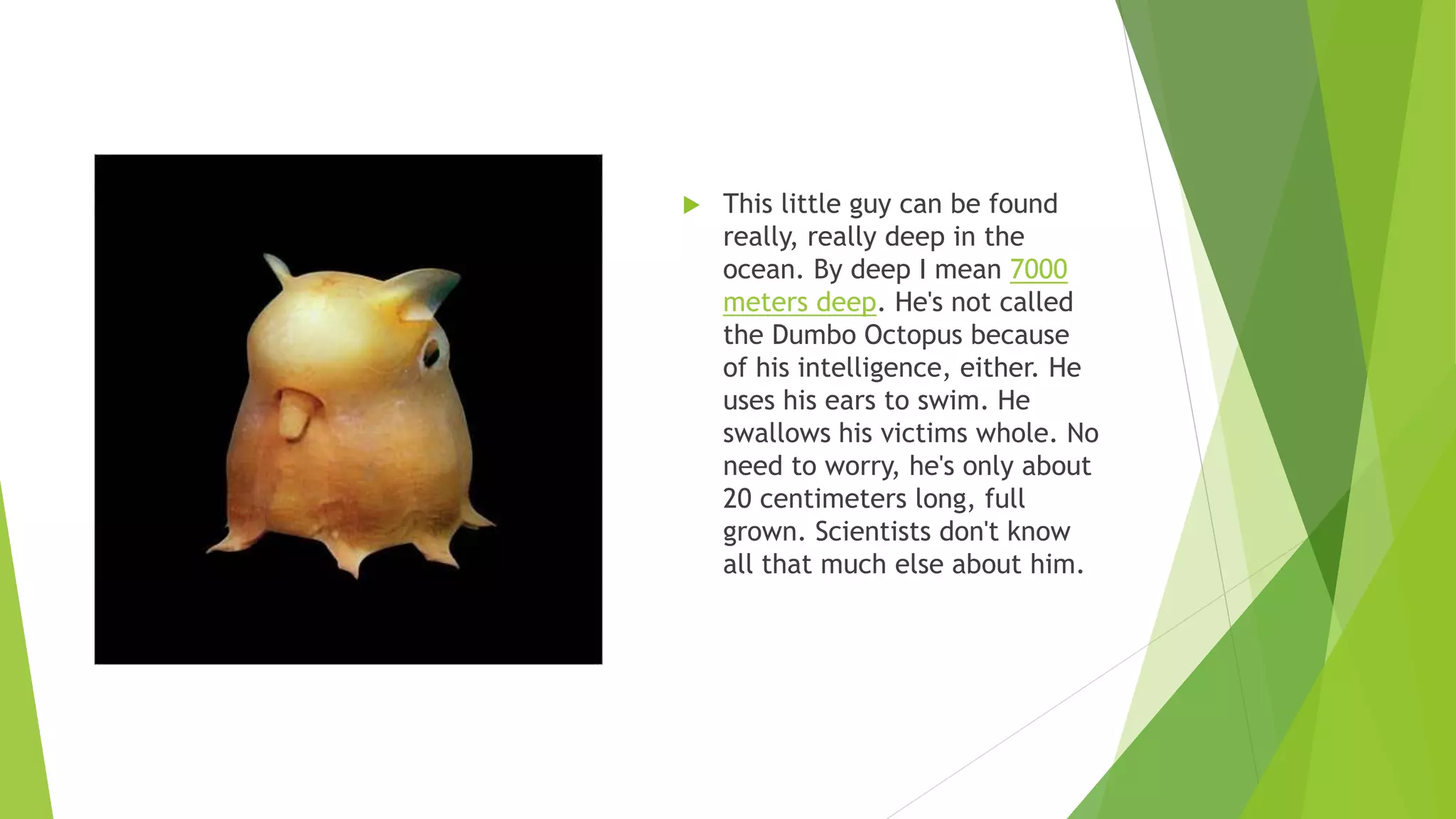 Biology 1.2 - Dumbo Octopus | PPT