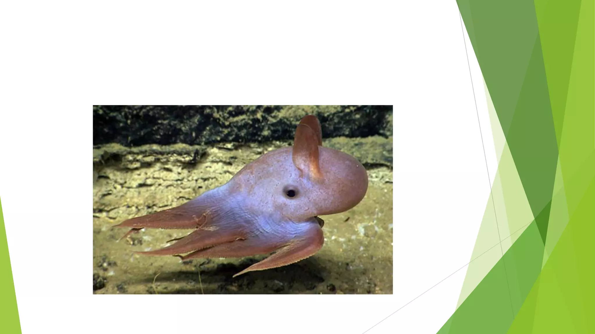 Biology 1.2 - Dumbo Octopus | PPT