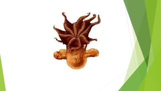 Biology 1.2 - Dumbo Octopus | PPTX