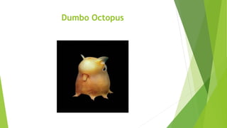 Biology 1.2 - Dumbo Octopus | PPTX