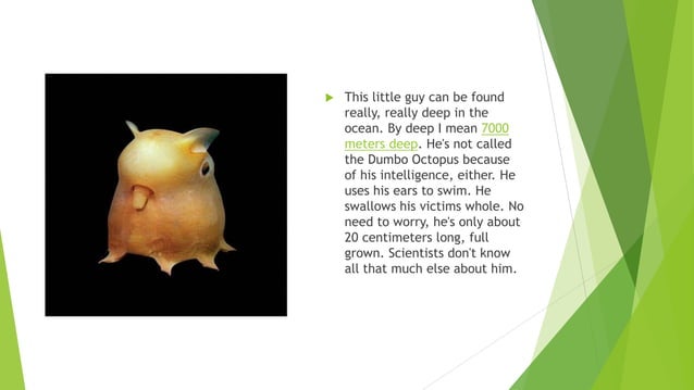 Biology 1.2 - Dumbo Octopus | PPT