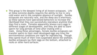 Biology 1.2 - Dumbo Octopus | PPTX