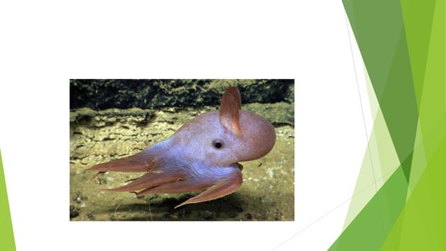 Biology 1.2 - Dumbo Octopus | PPT