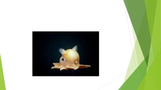 Biology 1.2 - Dumbo Octopus | PPTX