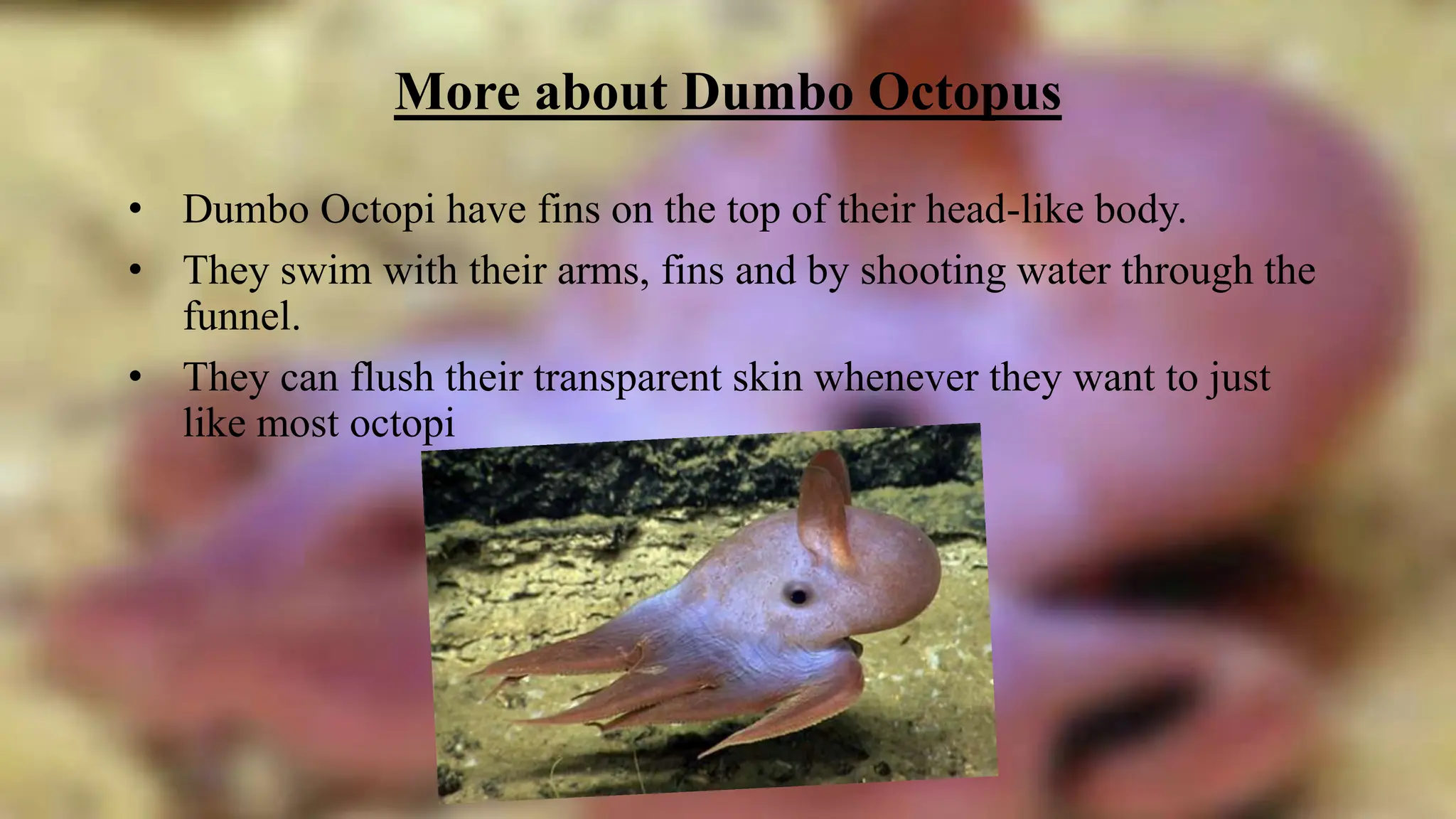 Dumbo octopus.pptx