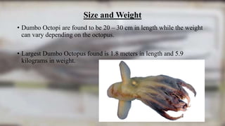 Dumbo octopus.pptx