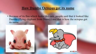 Dumbo octopus.pptx