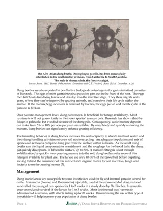 Dung Beetle Benefits in the Pasture Ecosystem | PDF