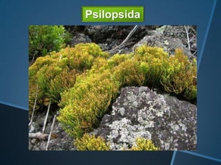 Dunia tumbuhan bio | PPTX