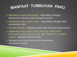 Dunia tumbuhan bio | PPTX