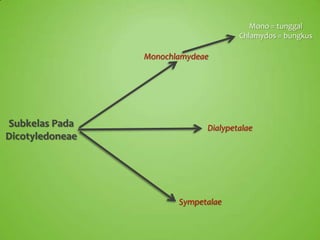 Dunia tumbuhan bio | PPTX
