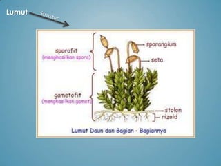 Dunia tumbuhan bio | PPTX
