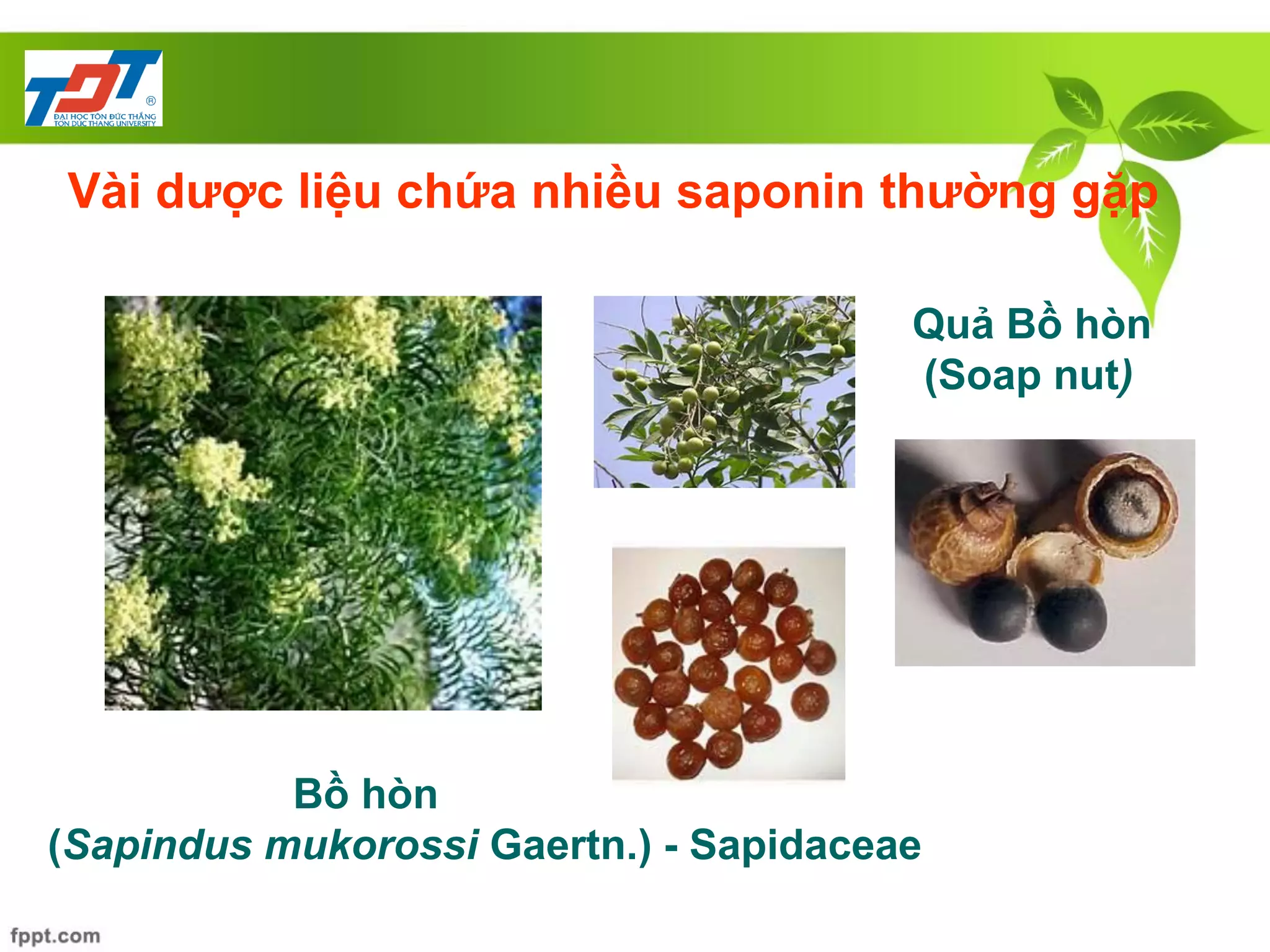 Duoc lieu chua saponin dai cuong gs ts nguyen minh duc | PDF